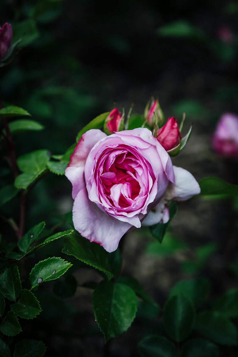 Que faire dans l’Allier ? I Une fille en vadrouille